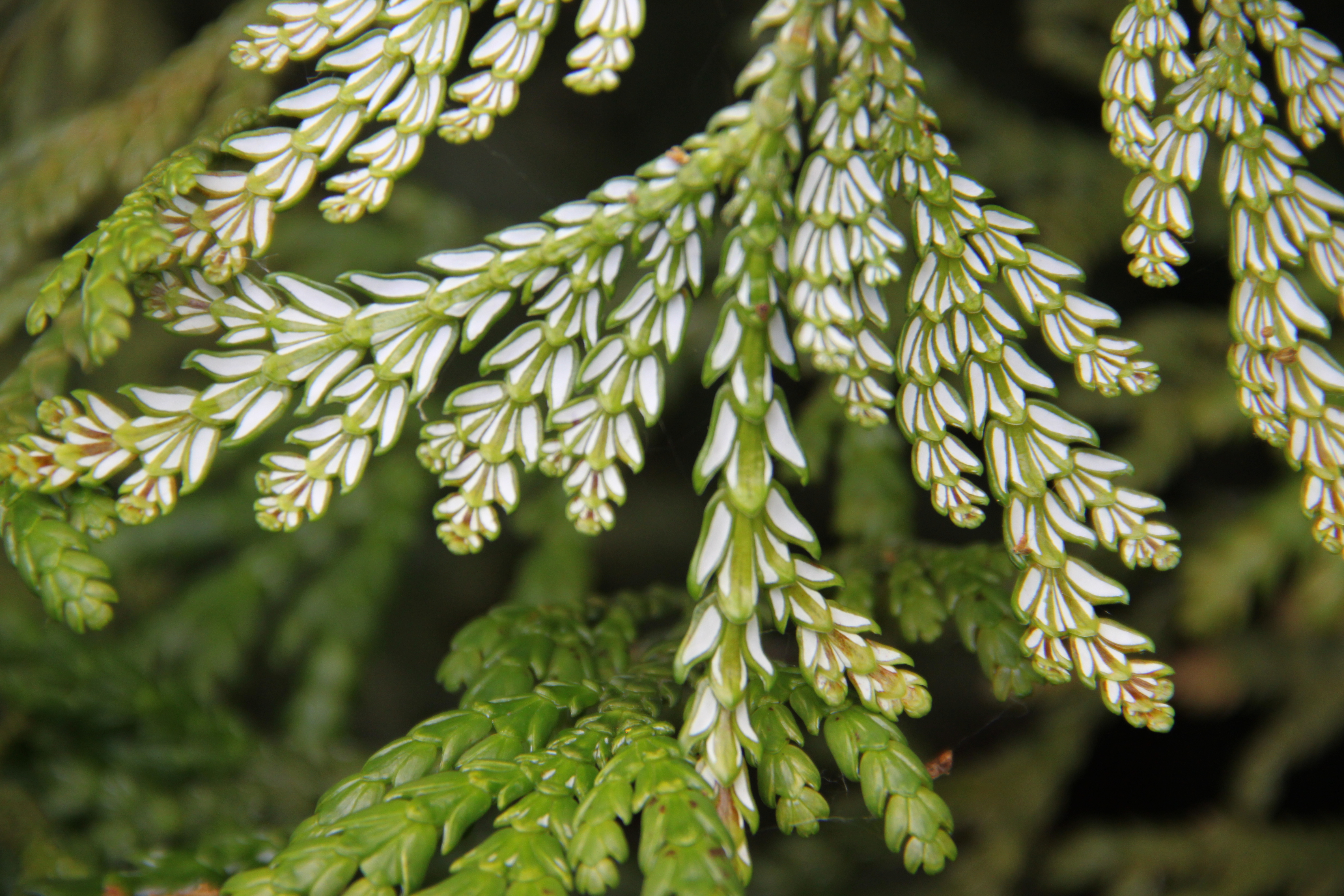 Conifer Cultivation and Identification, with Dr. Ross Bayton ...