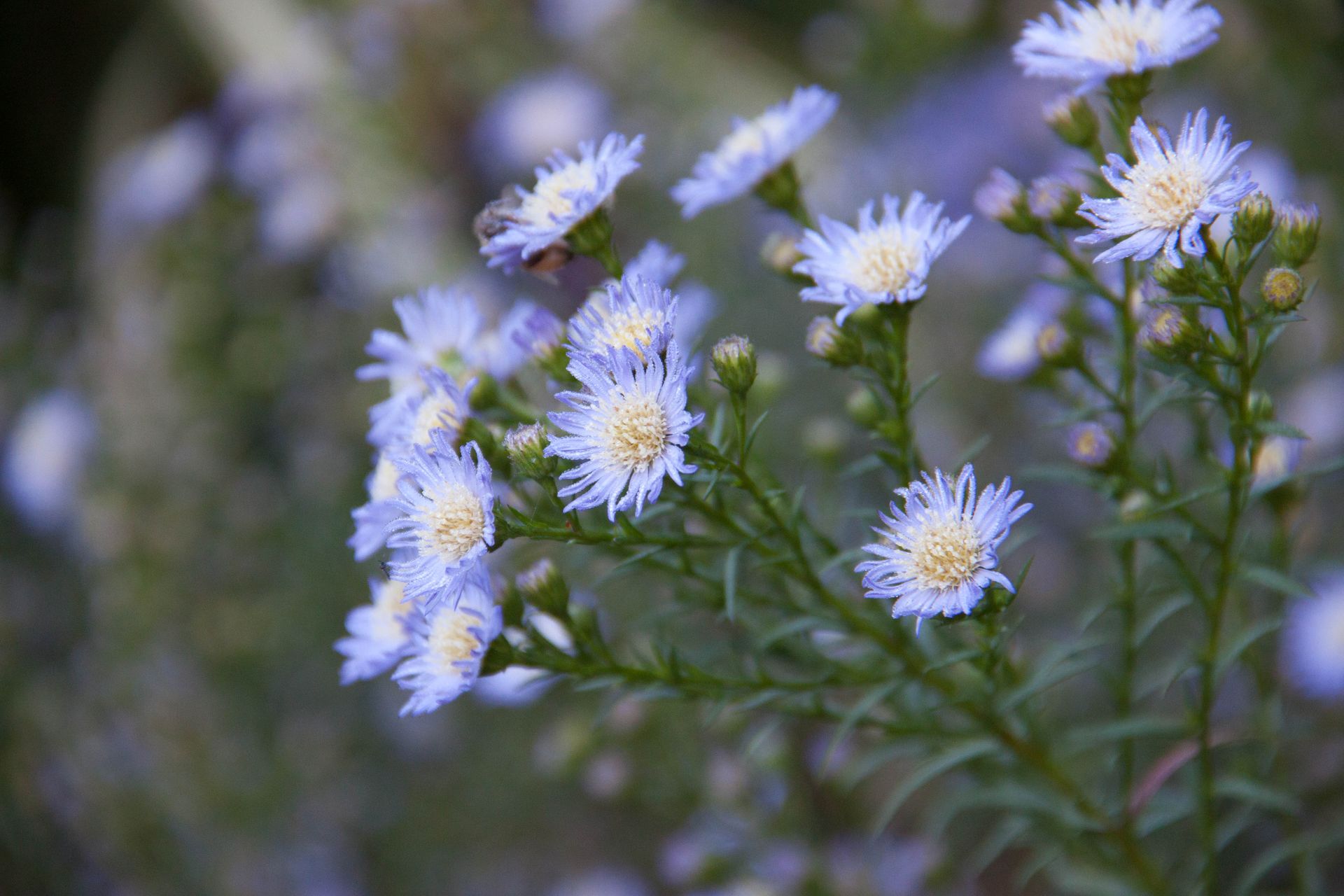 A Year in Flowers - Aster Family, with Dr. Ross Bayton | Heronswood Garden